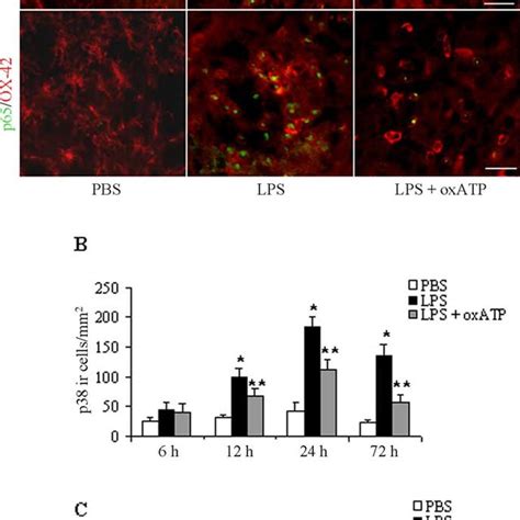 Lps Induces Expression Of P2x 7 R In Rat Striatum A Lps Injection 5