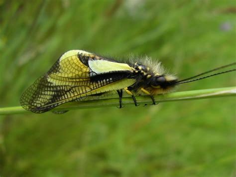 BIENVENUE A TOUS Dans Le Monde Des Insectes Centerblog