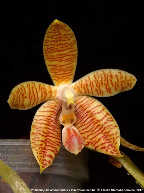Phalaenopsis Amboinensis X Phalaenopsis Inscriptiosinensis