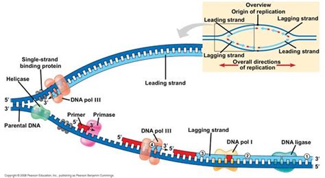 Dna Replication Fork Diagram Labeled