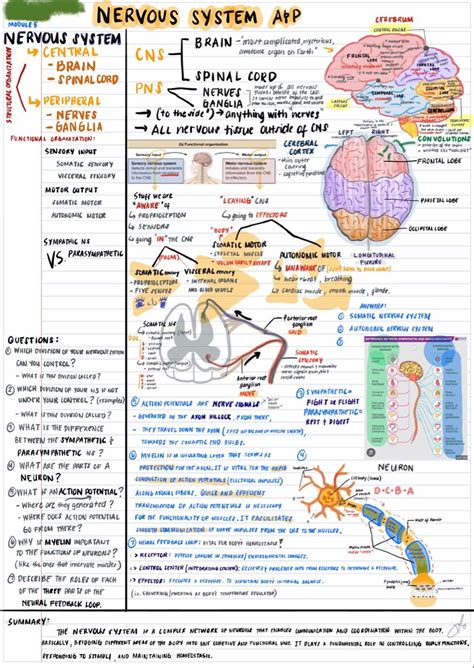 Nervous System Kin 170 Notes📝 In 2024 Basic Anatomy And Physiology