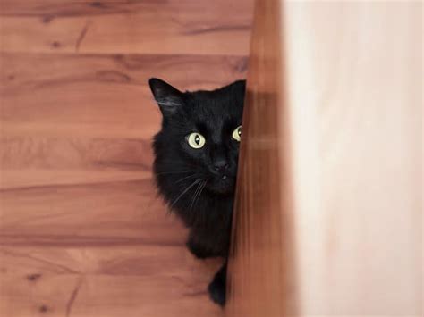 Por qué tu gato se esconde cuando llega gente a la casa y qué significa