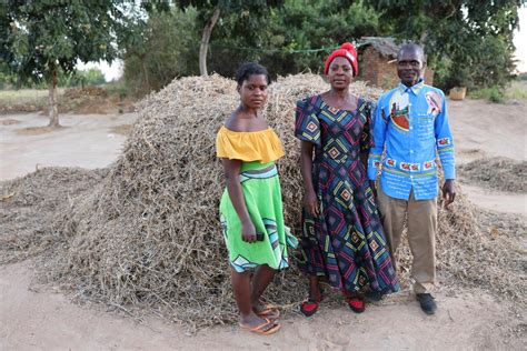 Switching From Tobacco Yields Benefits For Farmers In Malawi Who