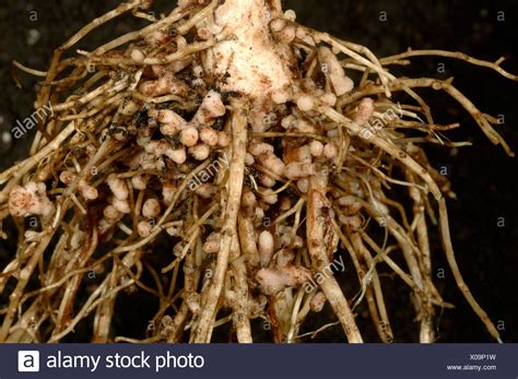 Legume Root Nodule High Resolution Stock Photography And Images Alamy