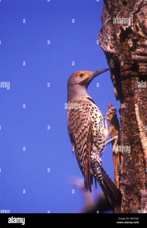 Northern Flicker Feeding On Asp Colaptes Auratus British Columbia