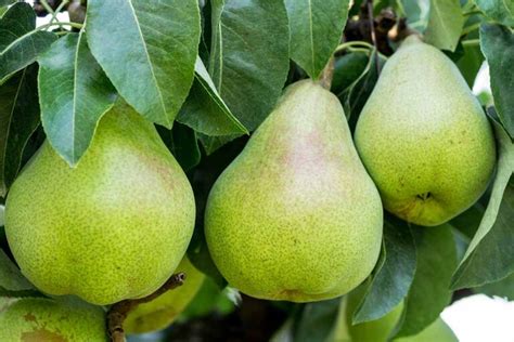 Learn About Pear Tree Pollination Gardeners Path