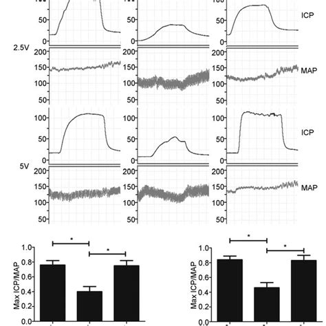 Erectile Function Of All Rats Was Measured Through Electric Stimulation