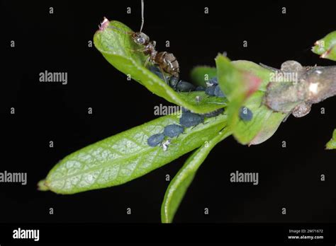 Lasius Niger The Black Garden Ant And Aphids The Ant Is Milking The