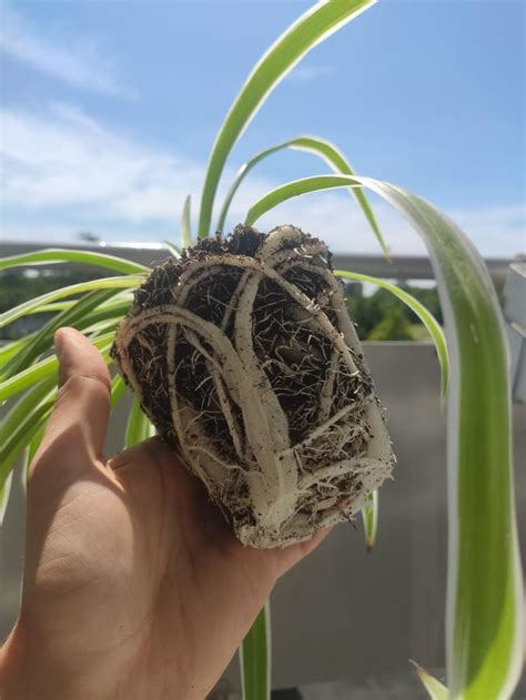 Thicc Boi Rrootedporn