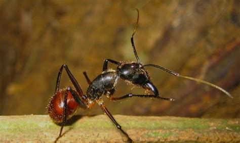 10 Types Of Ants That Explode Bombkamikaze Ants American Gardener