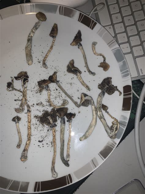 This Will Be My First Time Doing Shrooms Just Posting This On Reddit