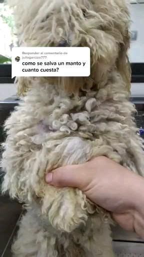 Basic Dog Grooming Tutorial Artofit
