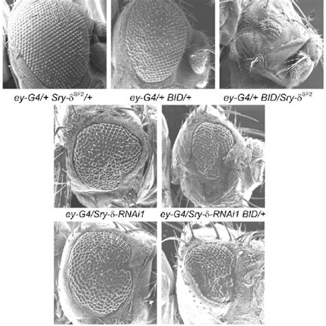 A Rough Eye Assay Shows A Strong Genetic Interaction Between Beaf And