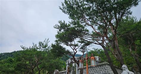 산청 소나무 100그루 이지용 숨고 숨은고수