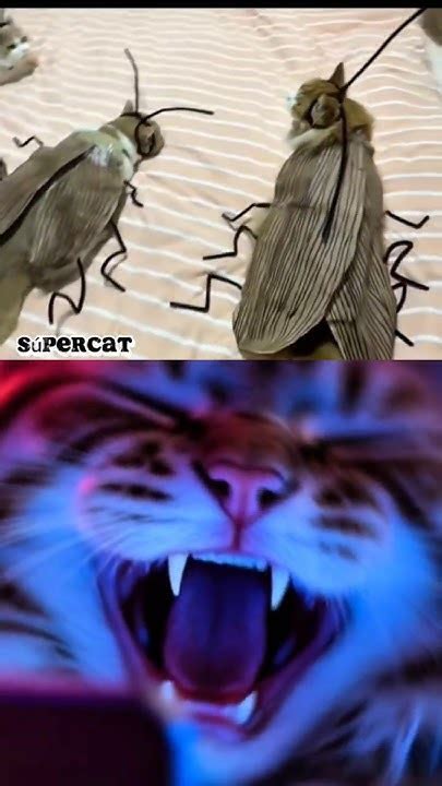 Fly Cat 🤡vs Cockroach Cat🗿☠️ Funny Cat Memes Shorts Youtube
