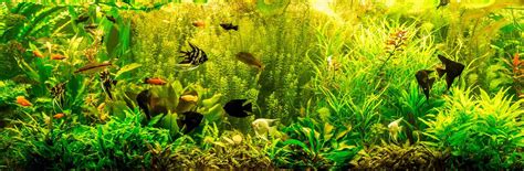 What Causes High PH In An Aquarium Everything You Need To Know