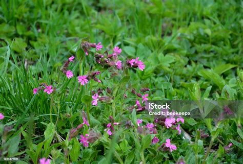 실리엔 디오이카 다년생 최대 70cm 키 허브 Dioecious 줄기 직선 보라색 꽃 아래 선 털이 0명에 대한 스톡 사진 및