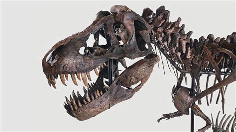 Dinosaur Fossils Pictures