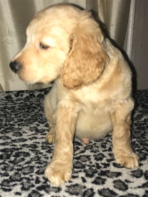 F2 Cockapoo Cockapoo For Sale Near Me In Kent Mypetzilla Uk