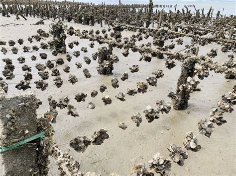 金門水試所推廣水產養殖 9月底前受理補助蚵苗訂購 地方 Nownews今日新聞