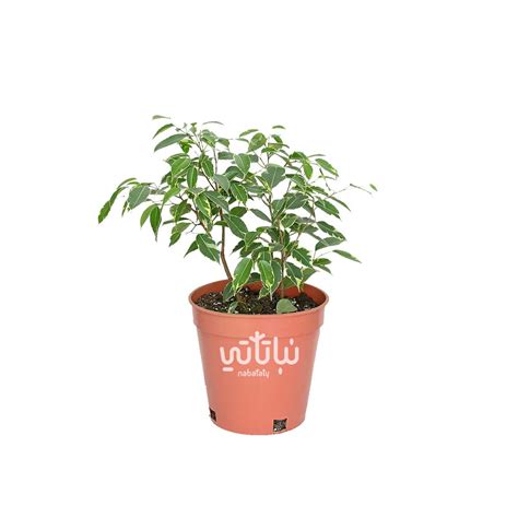 فيكس بنجامينا جولدن كينق صغيرة متجر نباتاتي