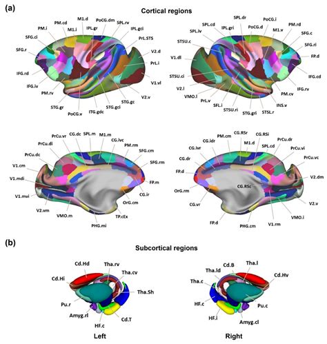 Chinese Scientists Map Macaque Brain Networks Cgtn
