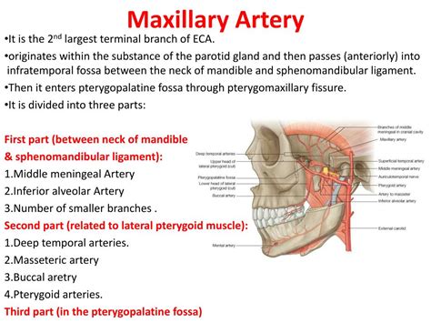Ppt The Temporal Region And Temporo Mandibular Joint