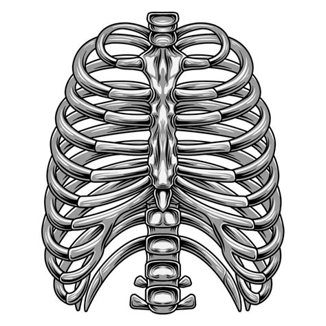 Premium Vector Rib Vector Image For Anatomy Education