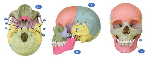 Anatomy Day Musculoskeletal Anatomy Of Infratemporal Fossa Part Diagram Quizlet