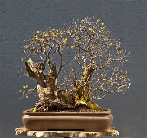 Walter Pall Bonsai Adventures: dogwood #1 in bloom
