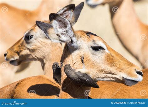 Two Juvenile Red Billed Oxpeckers On A Female Impala Gazelle Face In