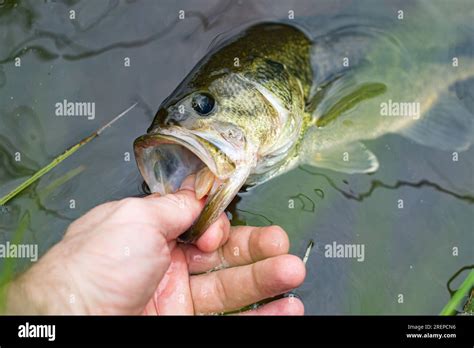 Holding Perfect Largemouth Bass Shore Fishing Catching Fish Stock