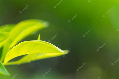 Premium Photo Abstract Stunning Green Leaf Texture Tropical Leaf