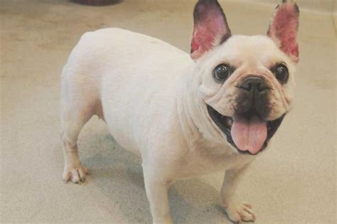 秋季过敏毛孩难受说不出！99的主人都忽略了这个问题