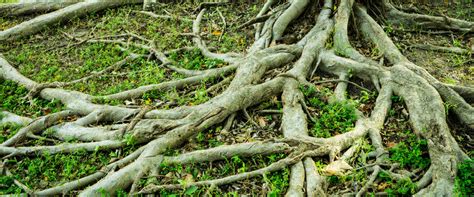 How To Permanently Stop Tree Roots From Growing Back