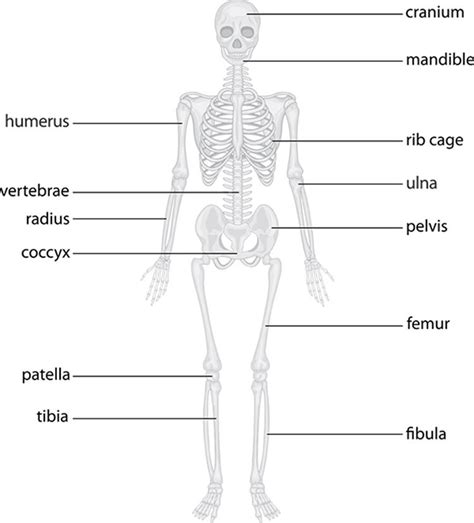 Human Skeleton And Their Functions At Mason Kumm Blog