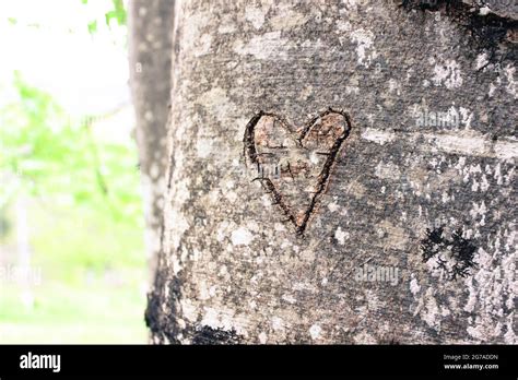 Carved Heart In A Tree Trunk Stock Photo Alamy