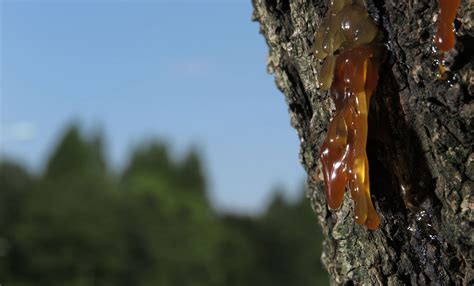 How To Get Tree Sap Out Of Clothes And Shoes