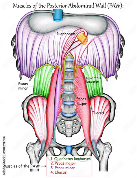 Diaphragm And Muscles Of Posterior Abdominal Wall Psoas Major Psoas Minor