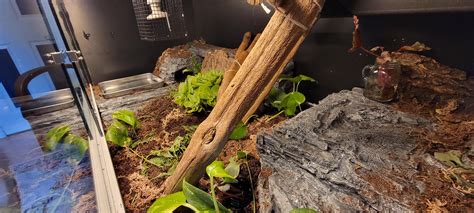 After Two Weeks Of Work My Ball Pythons Full Size Enclosure Is Complete All The Plants Are