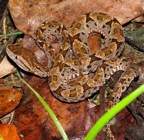 Bothrops Asper Junglekey Fr Wiki