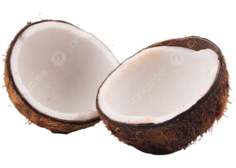 Coco C Scara De Coco Realista Vector Png Coco Planta Realista Png