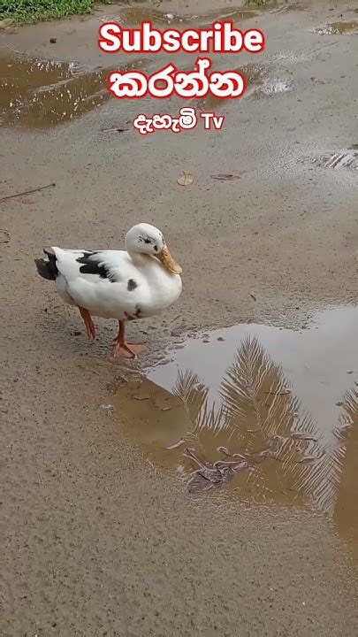 තනි කකුලෙන් සිටගැනිම Youtube