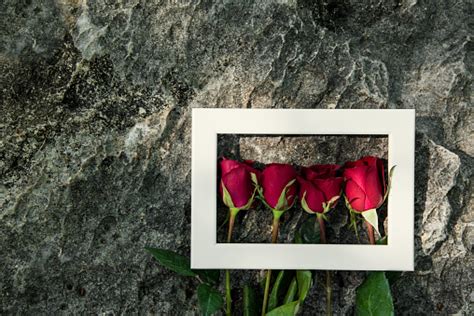 돌에 흰색 프레임에 장미입니다 발렌타인 하루 개념과 사랑 개념의 배경입니다 텍스트에 대 한 공간을 복사 합니다 개념에 대한 스톡