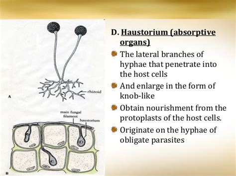 Agr 154 Chapter 4 Fungi