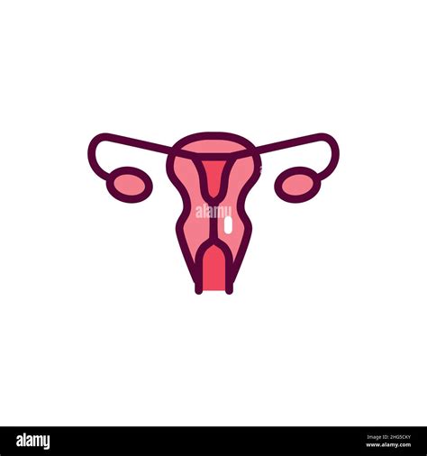 Human Organ Uterus Color Line Icon Isolated Vector Element Outline Pictogram For Web Page