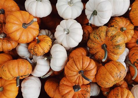 Calabazas Otoño Cosecha Foto gratis en Pixabay