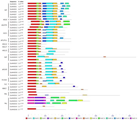 Identification And Characterization Of The Mads Box Genes And Their