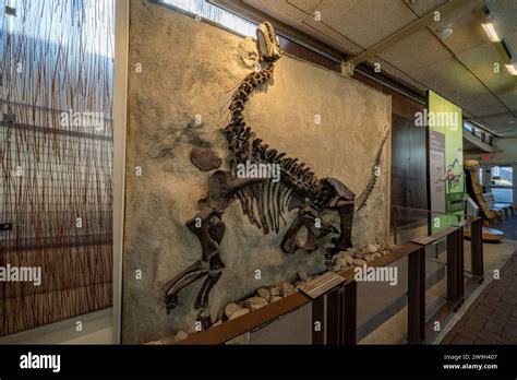 Fossilized Skeleton Of A Young Camarasaurus In The Quarry Exhibit Hall