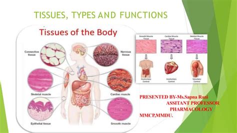 Elementary Tissue Ppt And Types Of Tissues Pptx